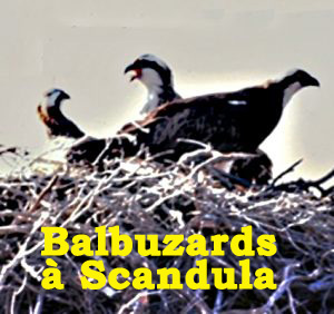 Protection de la Réserve Naturelle de Scandula et du Balbuzard : une ...